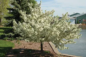 Firebird® Crabapple | Johnson's Nursery | KB