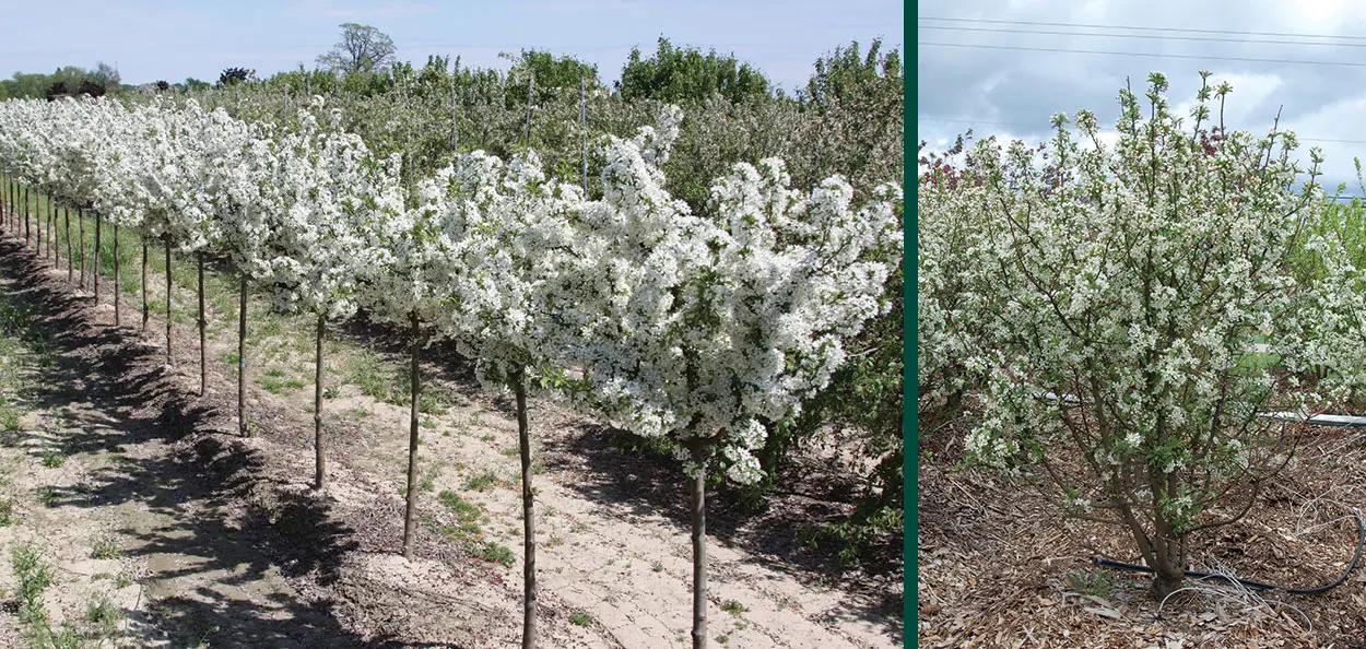 Firebird® Crabapple | Johnson's Nursery | KB