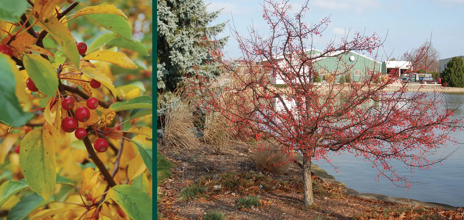 Firebird® Crabapple | Johnson's Nursery | KB
