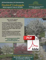 Firebird® Crabapple | Johnson's Nursery | KB