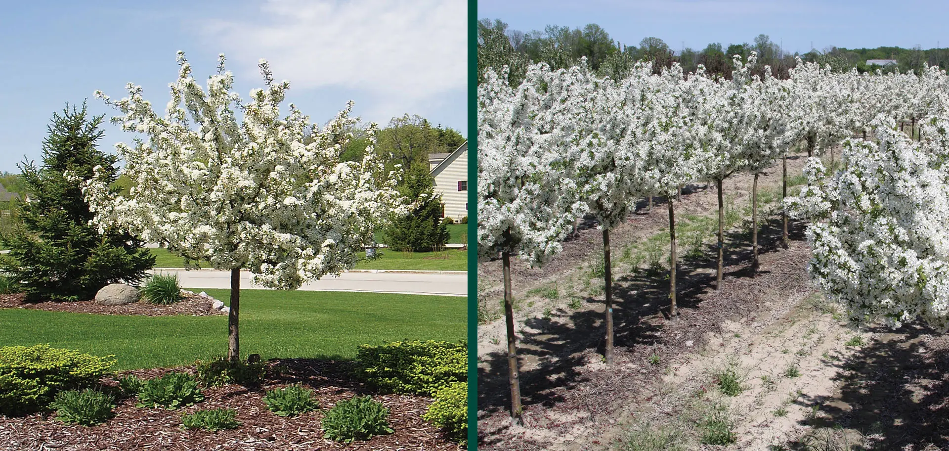 Firebird® Crabapple | Johnson's Nursery | KB