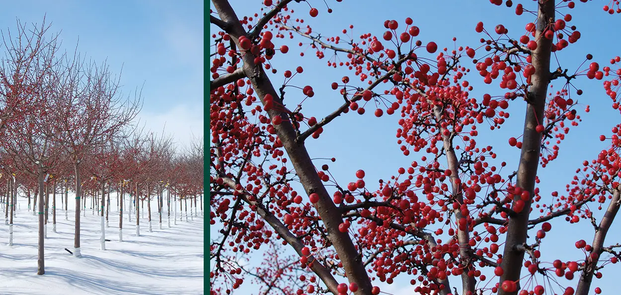 Firebird® Crabapple | Johnson's Nursery | KB