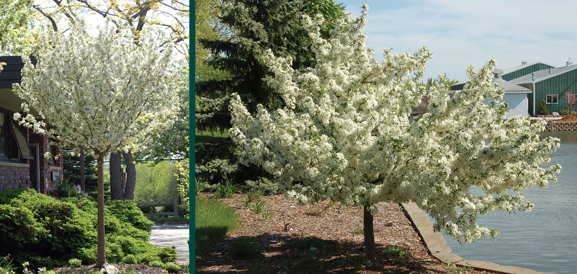 Firebird® Crabapple | Johnson's Nursery | KB