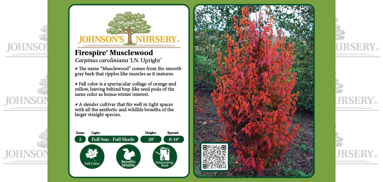 Firespire® Musclewood | Johnson's Nursery | KB