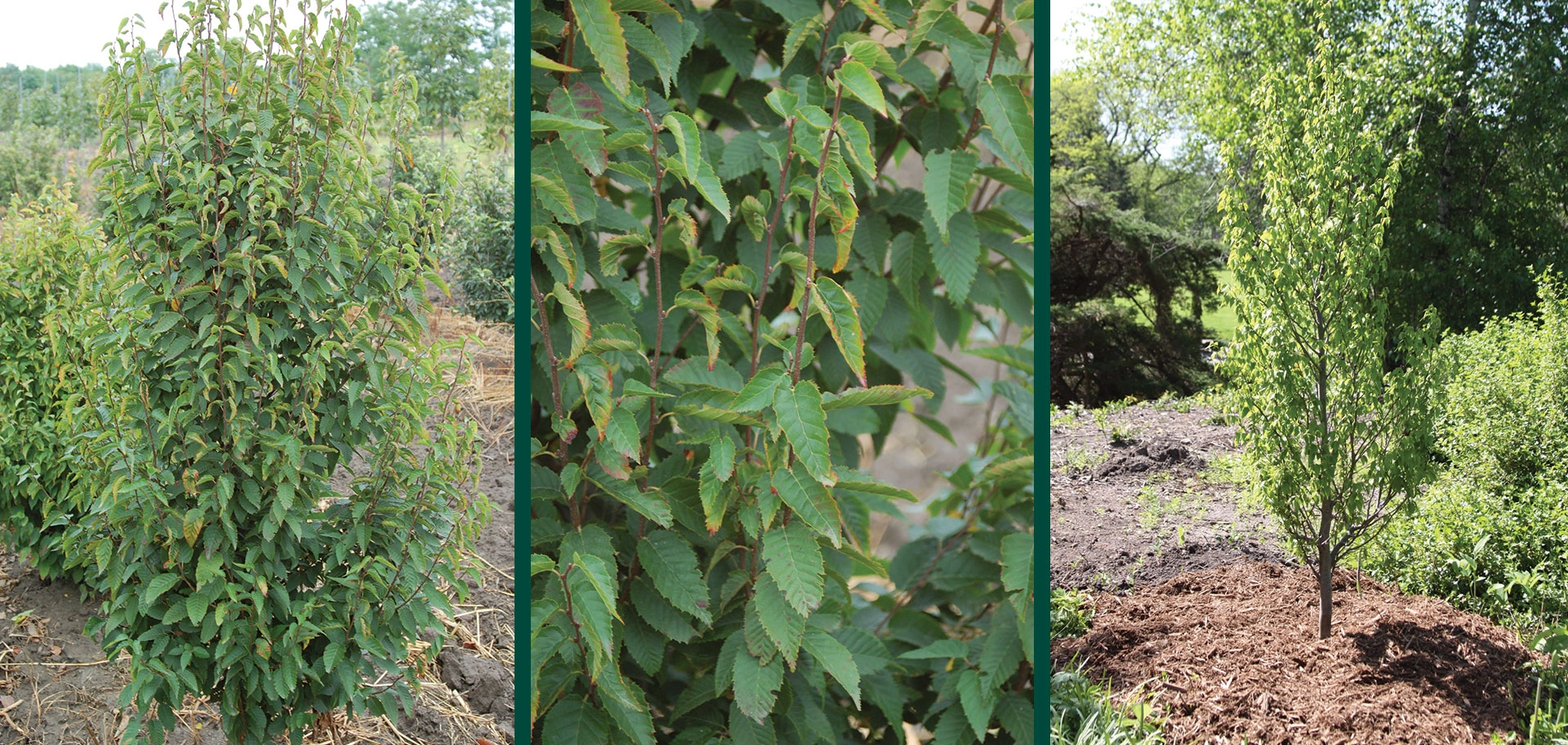 Firespire® Musclewood | Johnson's Nursery | KB