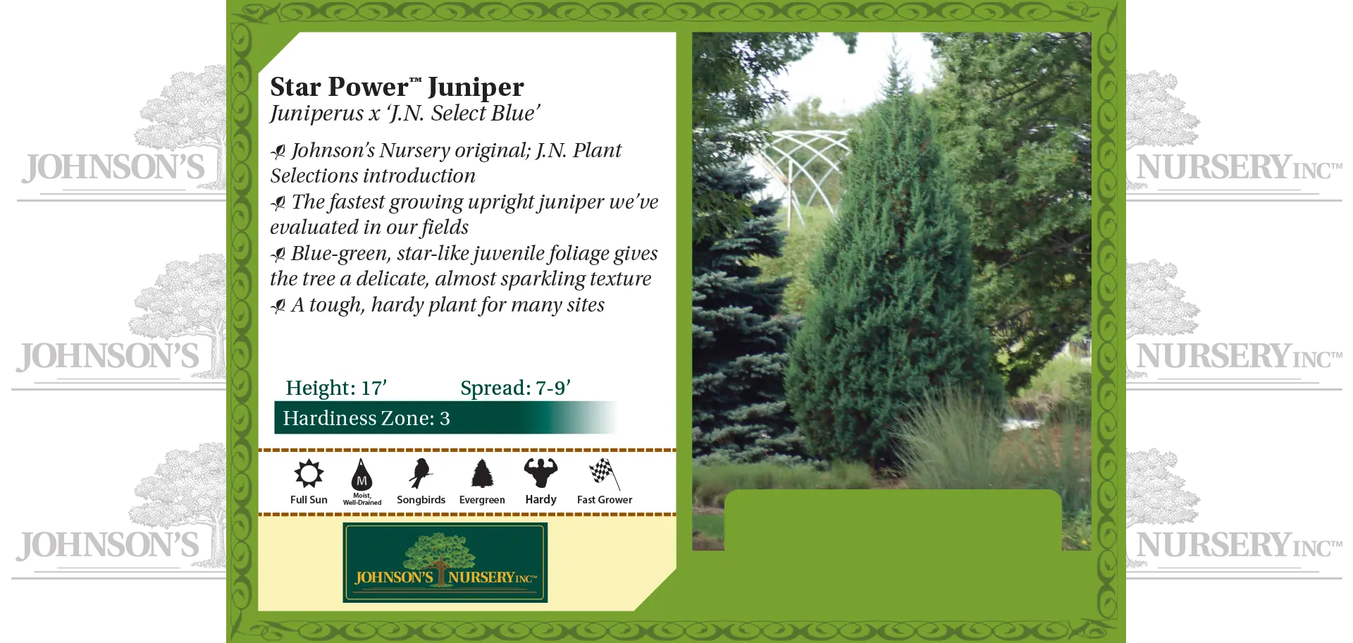 Star Power™ Juniper | Johnson's Nursery | KB
