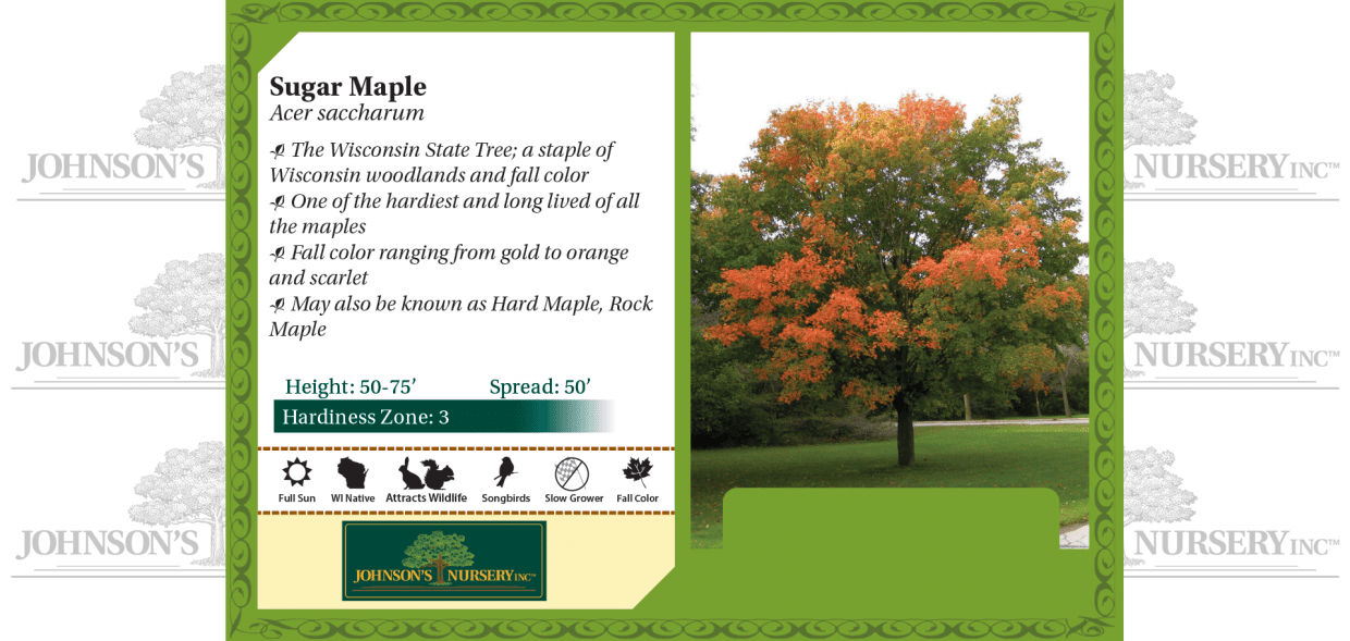 Sugar Maple | Johnson's Nursery | KB