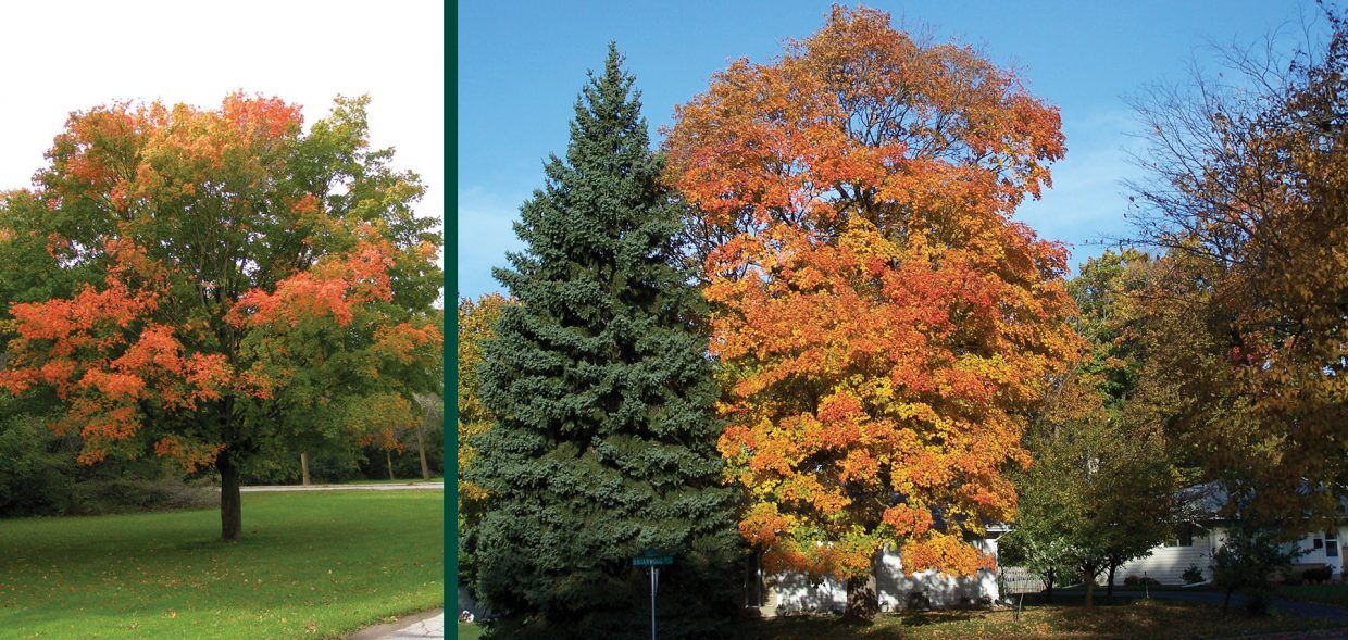 Sugar Maple | Johnson's Nursery | KB