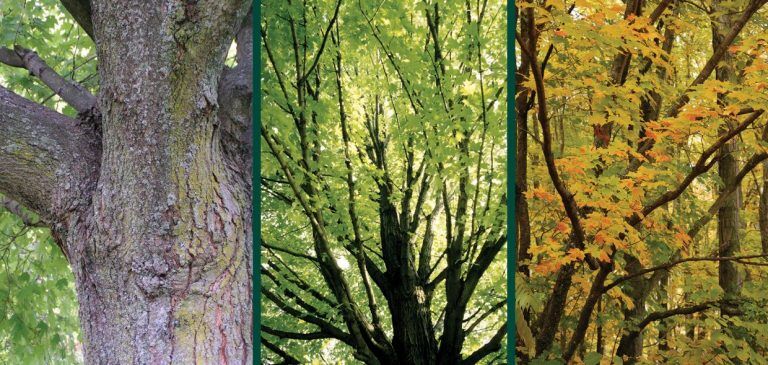 Sugar Maple | Johnson's Nursery | KB