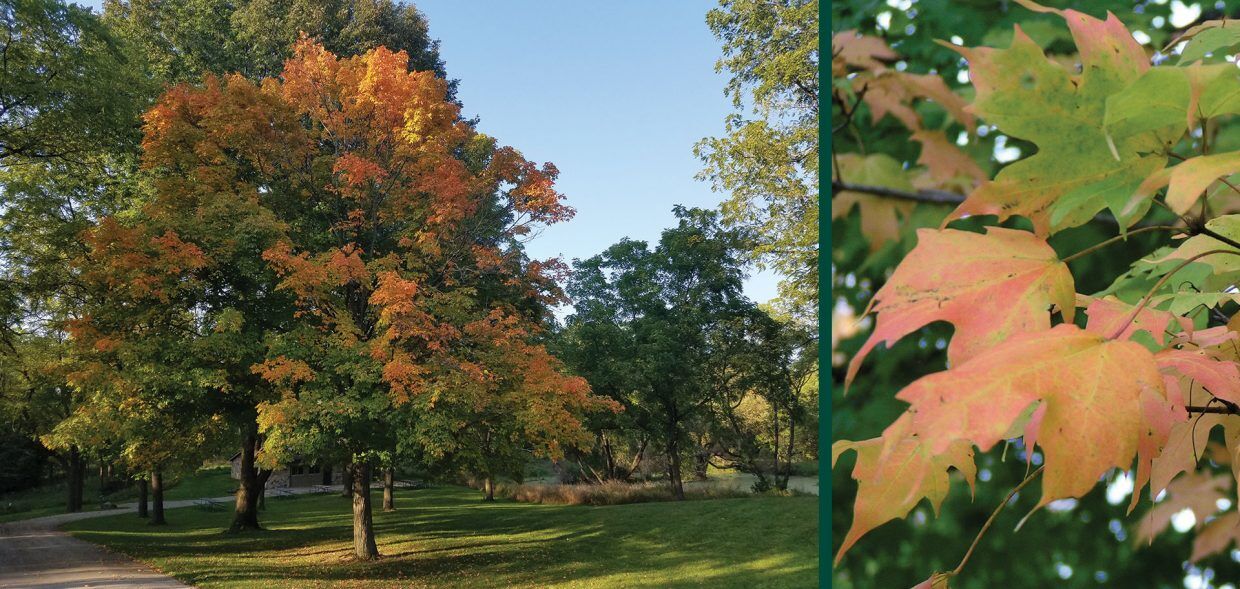 Sugar Maple | Johnson's Nursery | KB