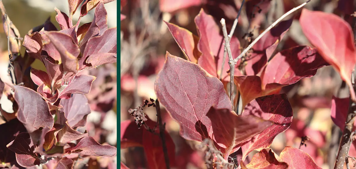 Violet Uprising™ Lilac | Johnson's Nursery | KB