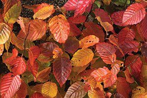 Wisconsin Red™ Musclewood | Johnson's Nursery | KB