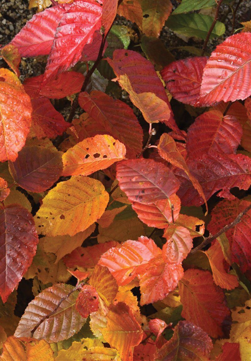 Wisconsin Native Trees | Johnson's Nursery | Knowledgebase