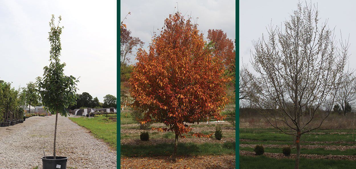 Fire King™ Musclewood | Johnson's Nursery | KB