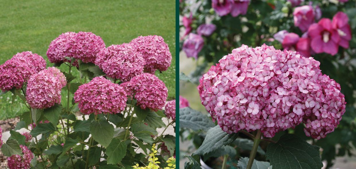Invincibelle® Mini Mauvette Hydrangea | Johnson's Nursery | KB