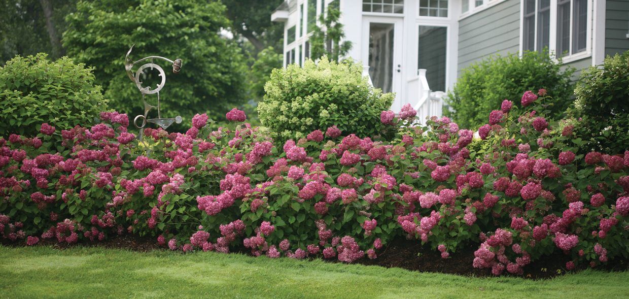 Invincibelle® Mini Mauvette Hydrangea | Johnson's Nursery | KB