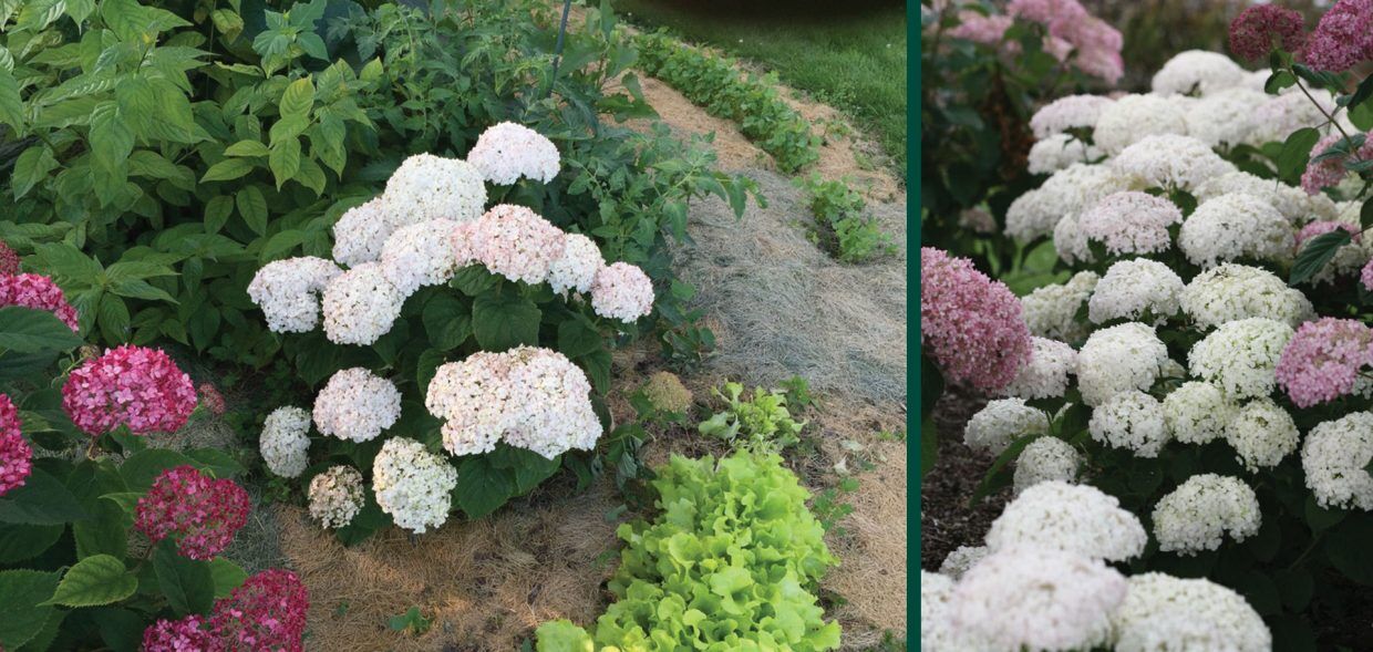 Invincibelle® Wee White Hydrangea | Johnson's Nursery | KB