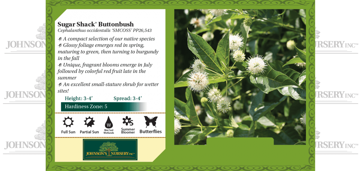 Sugar Shack® Buttonbush | Johnson's Nursery | KB