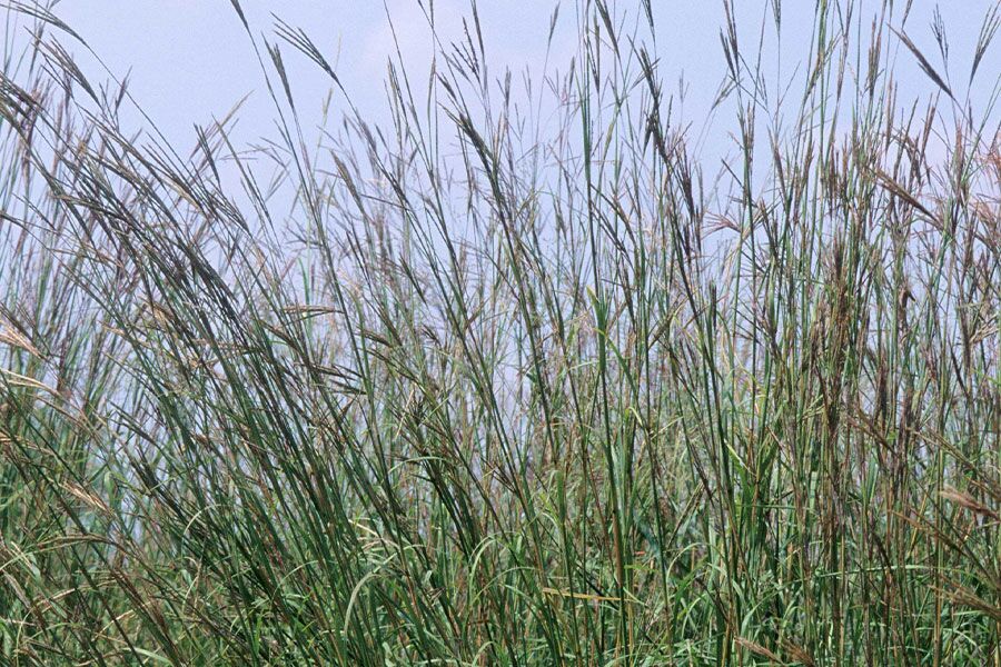 Grass & Sedge Comparison Chart | Johnson's Nursery | KB