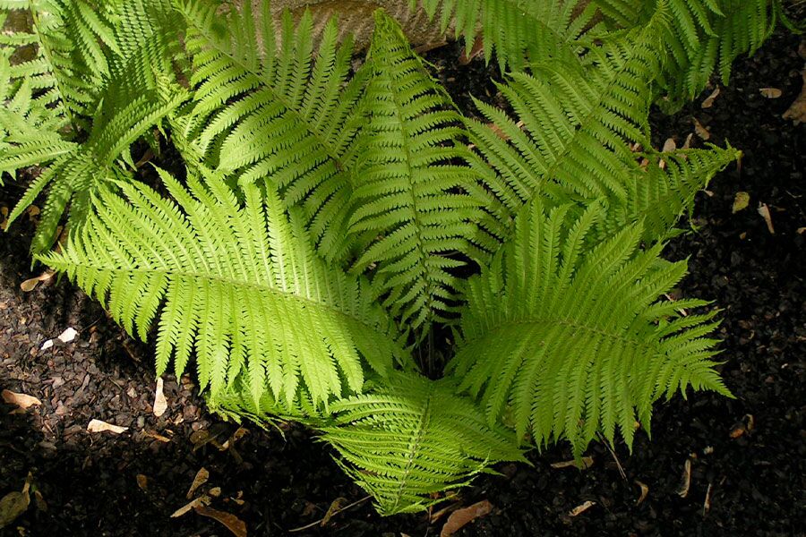Native Ferns Comparison | Johnson's Nursery | KB