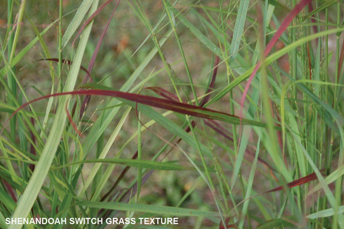 Grass & Sedge Comparison Chart | Johnson's Nursery | KB