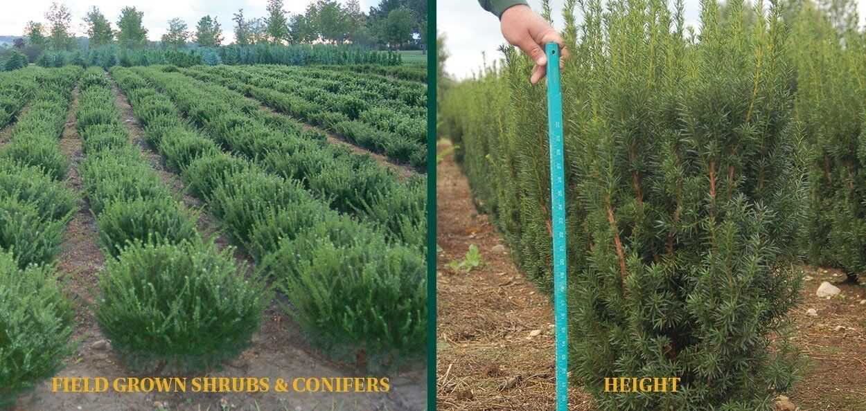 Understanding Nursery Stock Sizes | Johnson's Nursery | KB