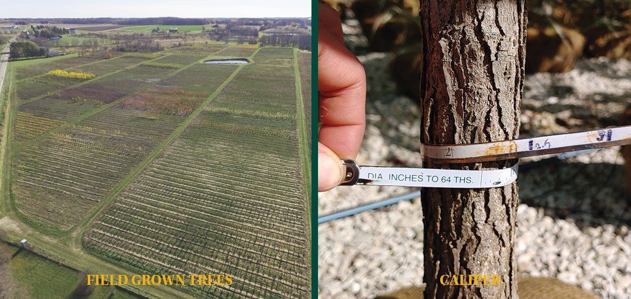 Understanding Nursery Stock Sizes | Johnson's Nursery | KB