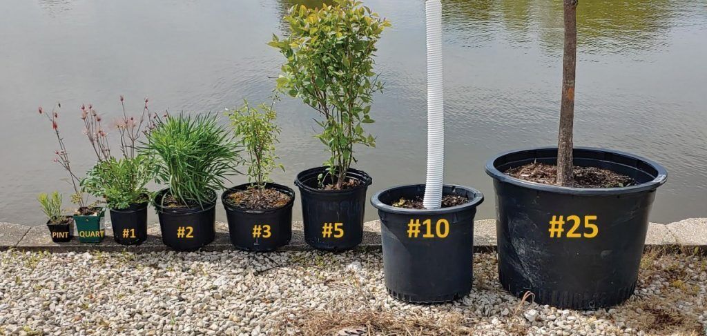 Understanding Nursery Stock Sizes | Johnson's Nursery | KB