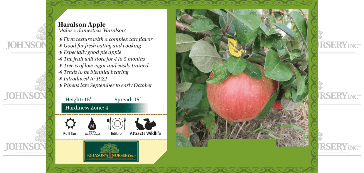 Haralson Apple | Johnson's Nursery | KB