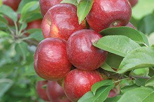 Haralson Apple | Johnson's Nursery | KB