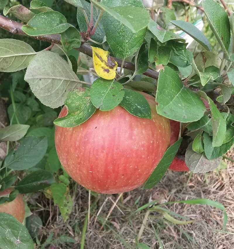 Haralson Apple | Johnson's Nursery | KB