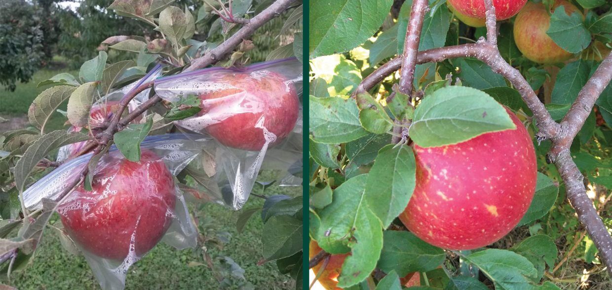 Haralson Apple | Johnson's Nursery | KB