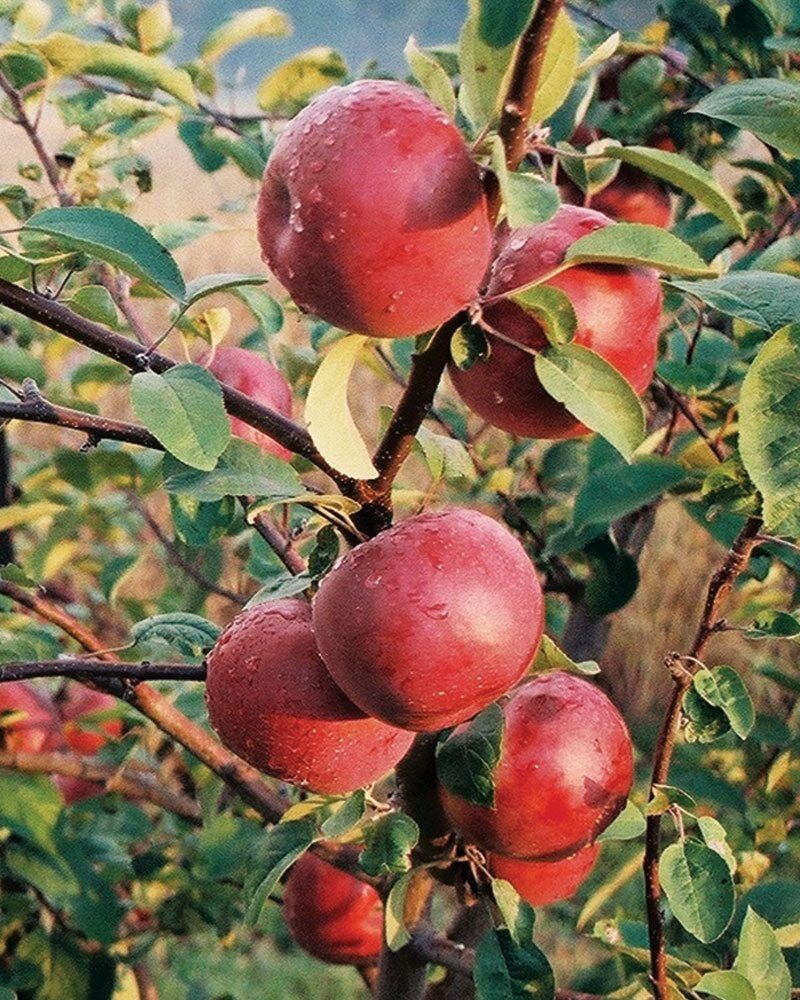 McIntosh Apple | Johnson's Nursery | KB