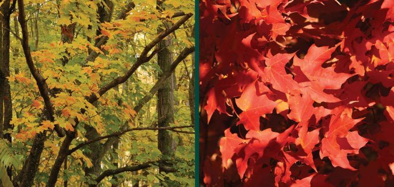 Sugar Maple - King of the Woods | Johnson's Nursery | KB