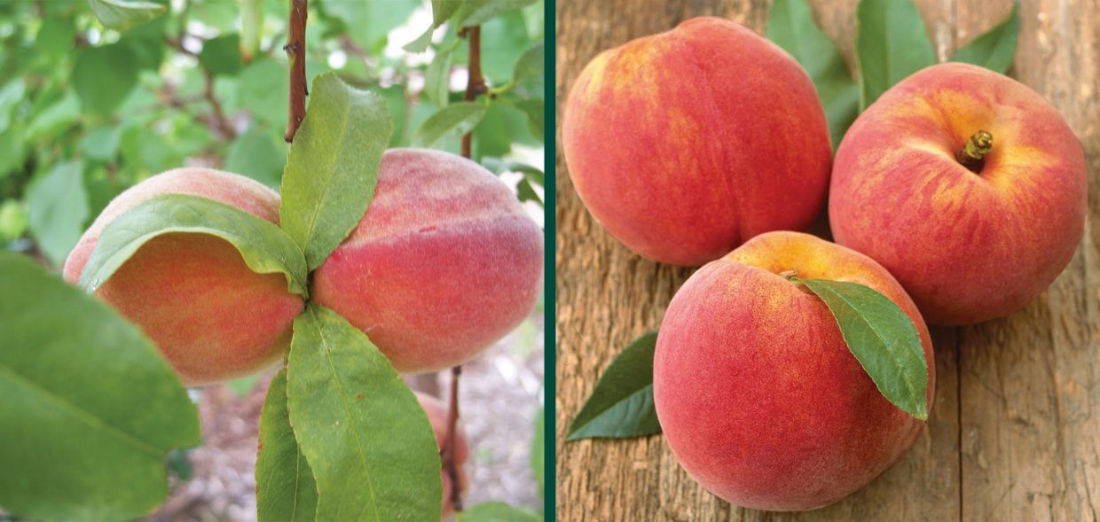 Reliance Peach | Johnson's Nursery | KB