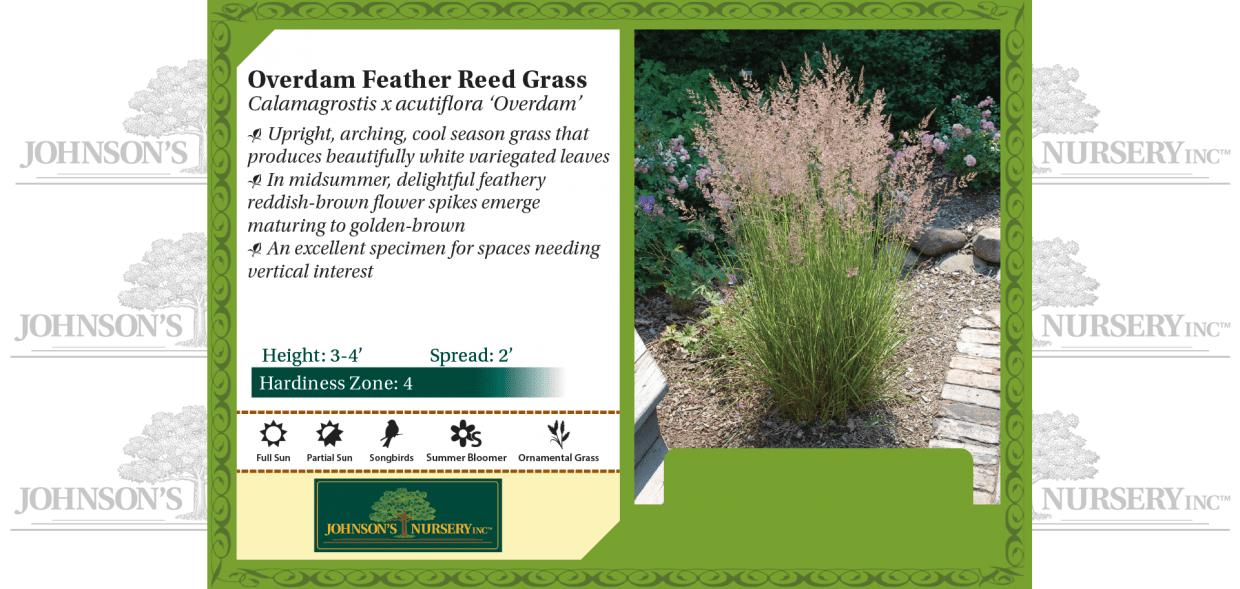 Overdam Feather Reed Grass | Johnson's Nursery | KB