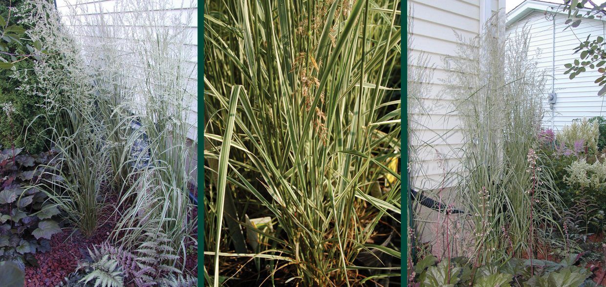 Overdam Feather Reed Grass | Johnson's Nursery | KB