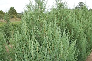Mountbatten Juniper | Johnson's Nursery | KB
