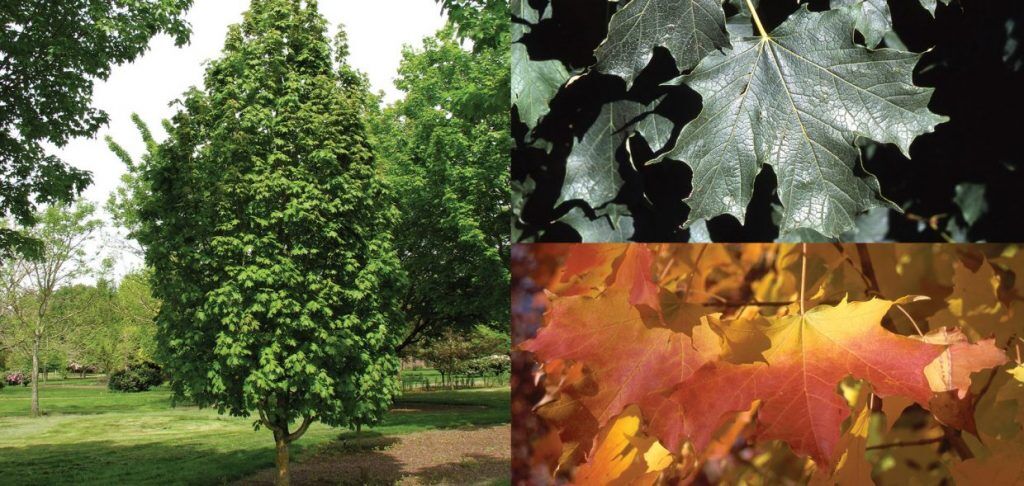 Sugar Maple - King of the Woods | Johnson's Nursery | KB