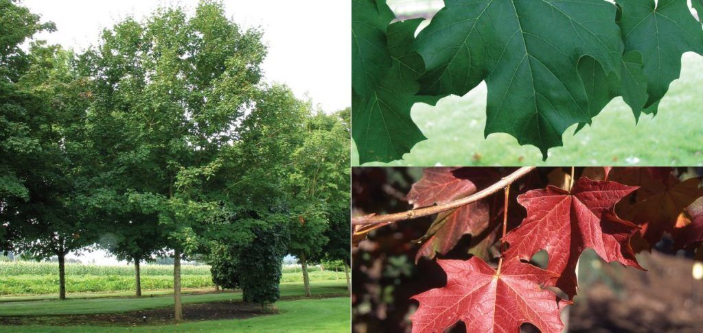 Sugar Maple - King of the Woods | Johnson's Nursery | KB