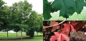 Sugar Maple - King of the Woods | Johnson's Nursery | KB