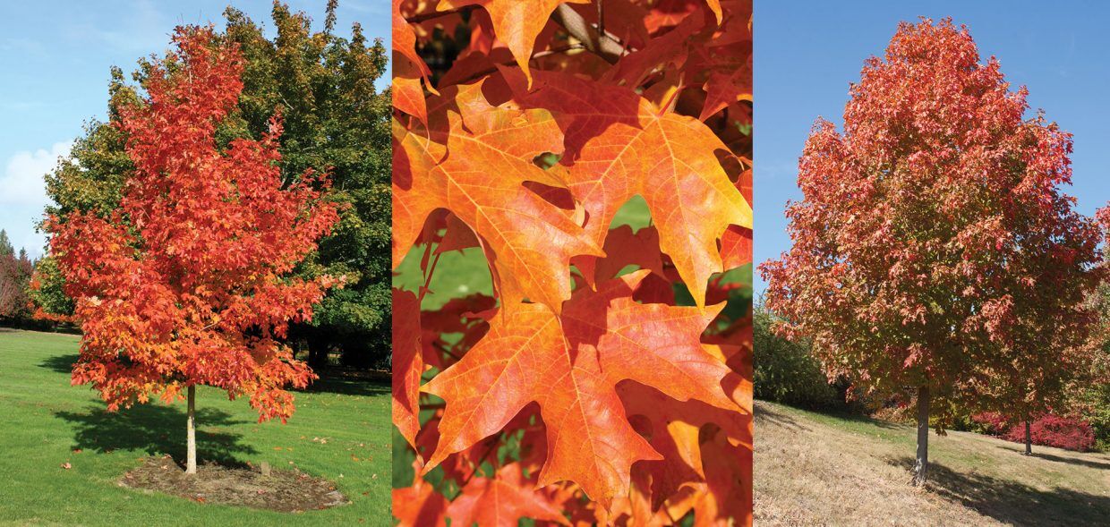 Sugar Maple - King of the Woods | Johnson's Nursery | KB