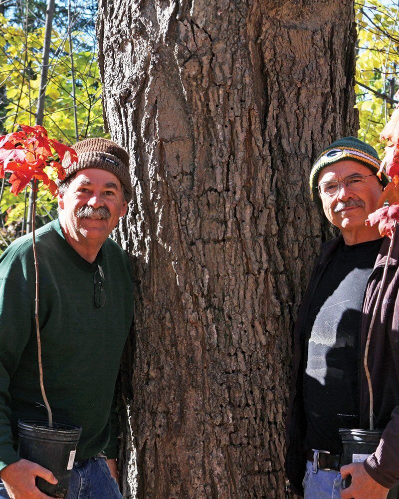 Sugar Maple - King of the Woods | Johnson's Nursery | KB