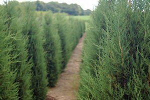 Taylor Juniper | Johnson's Nursery | KB