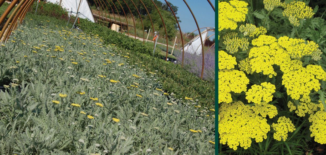 Moonshine Yarrow | Johnson's Nursery | KB
