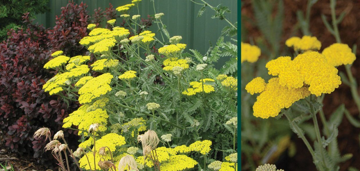 Moonshine Yarrow | Johnson's Nursery | KB