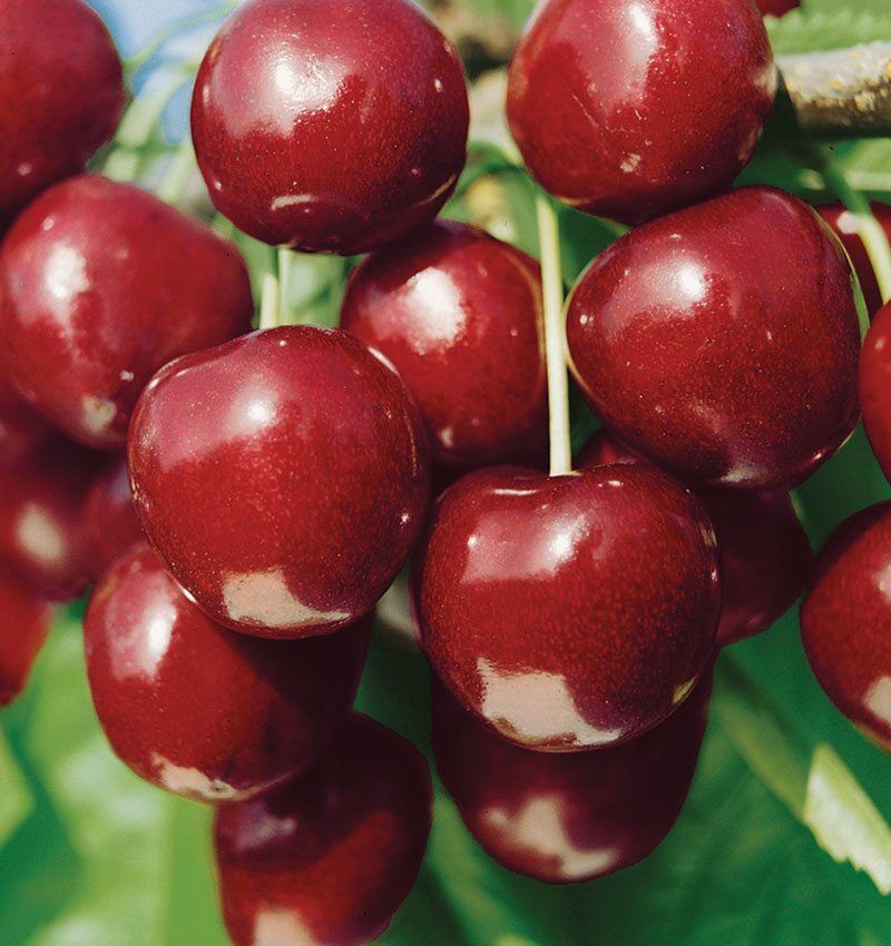 North Star Cherry | Johnson's Nursery | KB