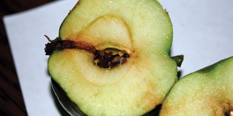 Codling Moth: Apple Menace | Johnson's Nursery | KB