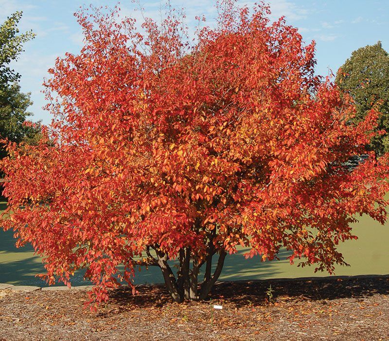 Johnson's Nursery, Author at JNI Knowledgebase