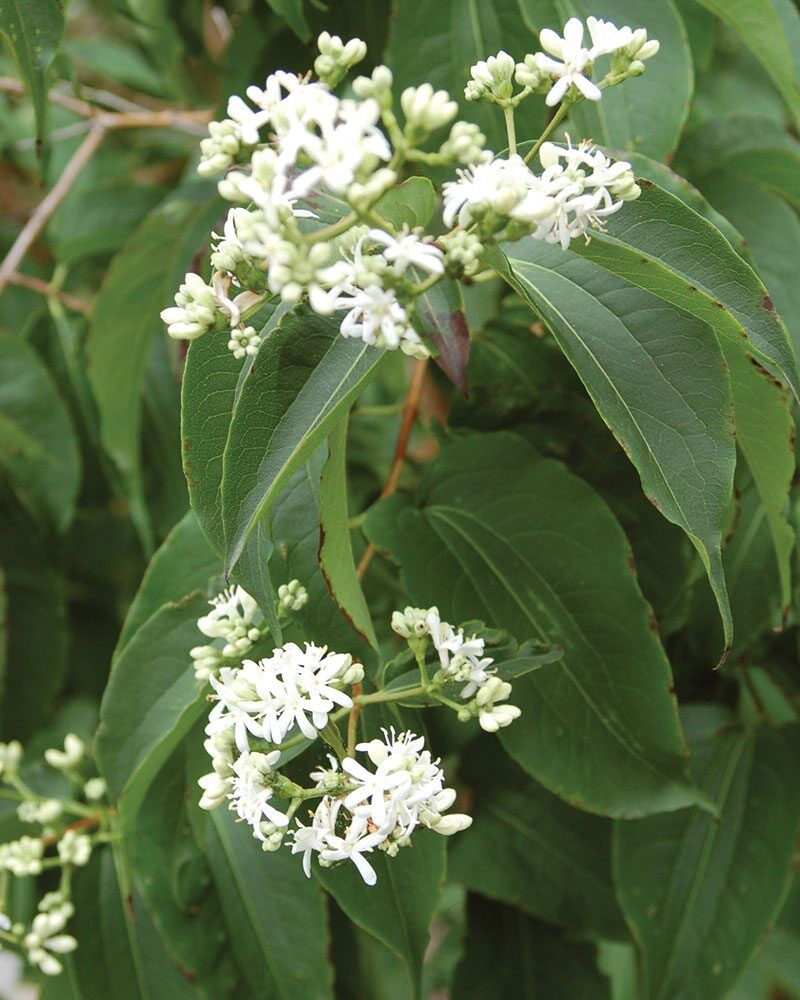 Seven Son Flower | Johnson's Nursery | KB